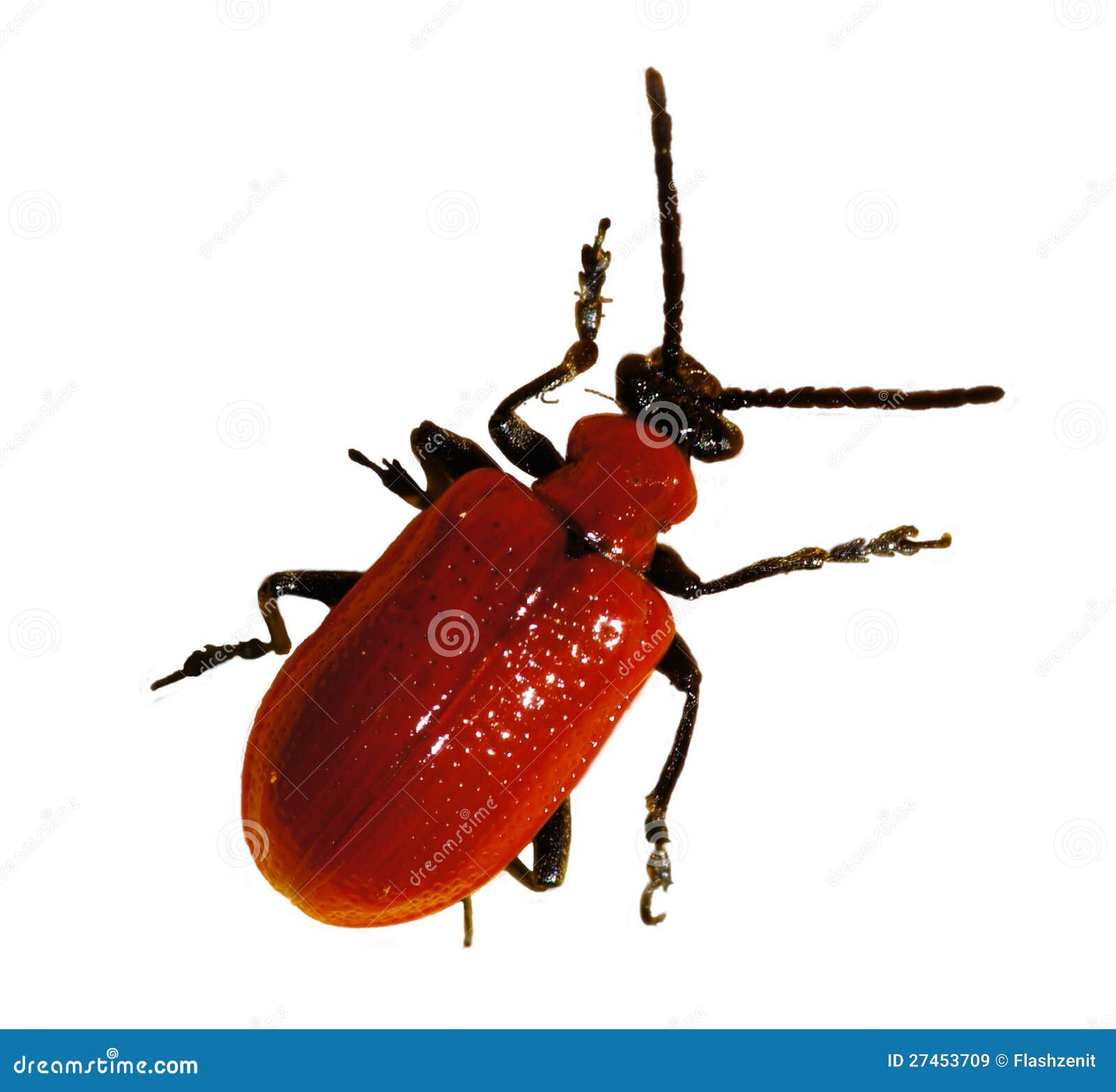 Red beetle, bug stock image. Image of fauna, armor, beetle - 27453709