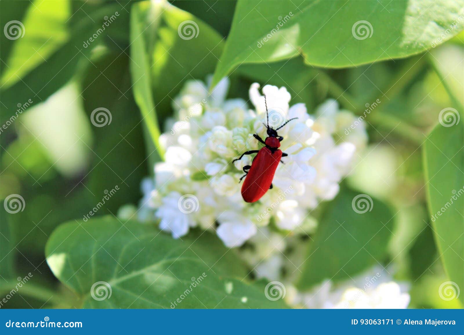 Red beetle stock image. Image of nature, insect, beetle - 93063171