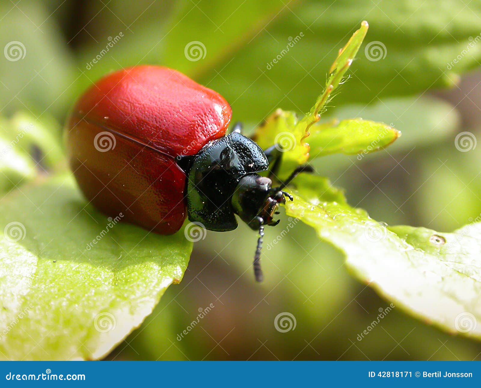 Red beetle stock image. Image of summer, leave, skalbagge - 42818171