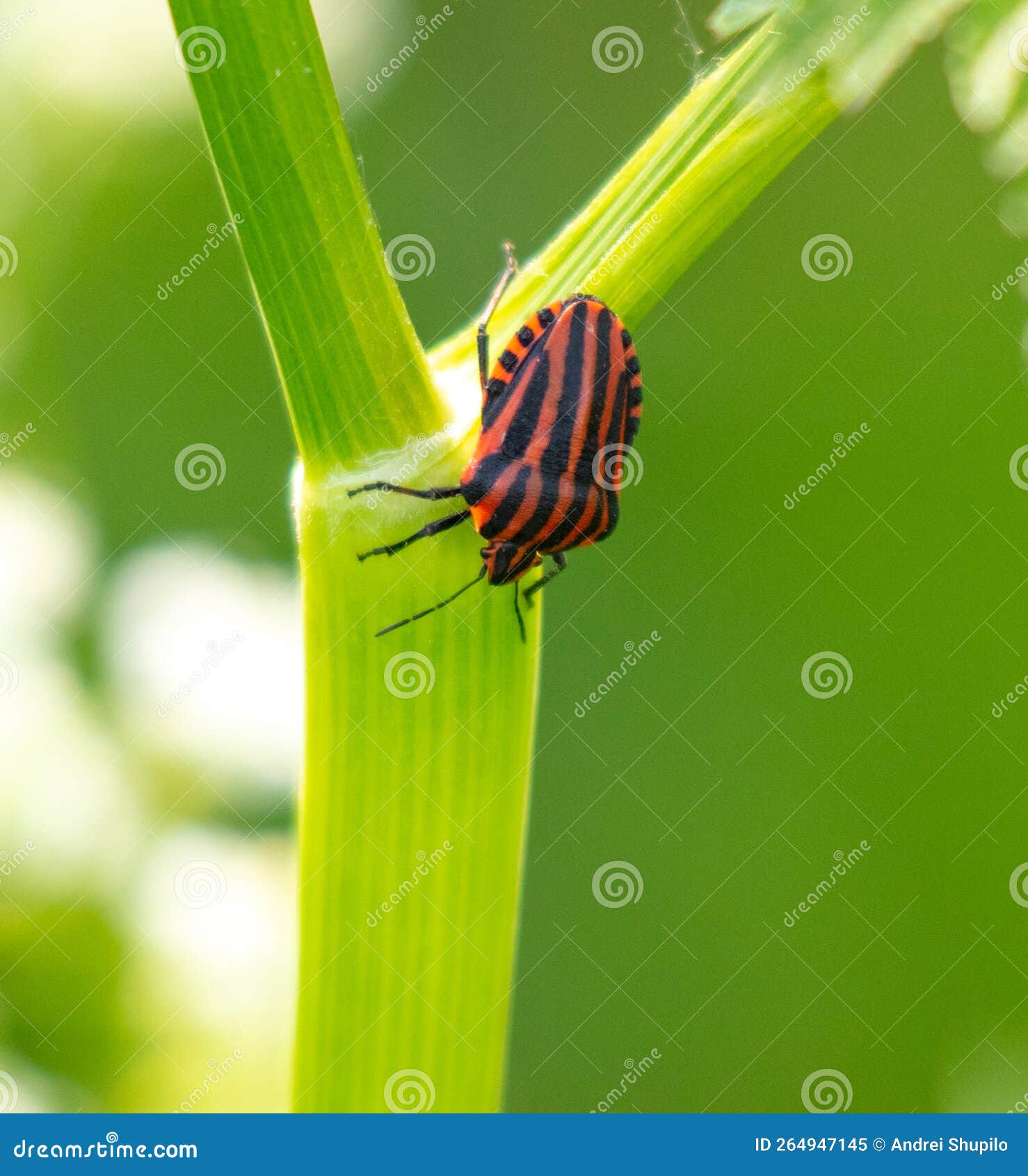 Red Beetle on Green Grass in Nature Stock Image - Image of wild ...