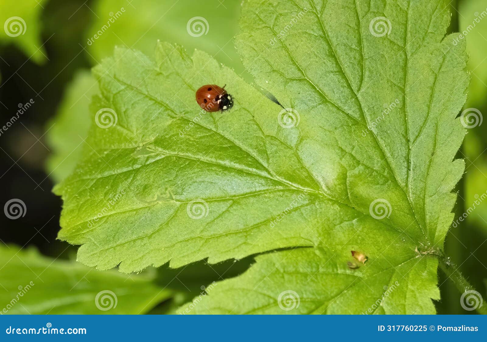 Red Beetle, Ladybug on a Spring Green Leaf Stock Image - Image of green ...