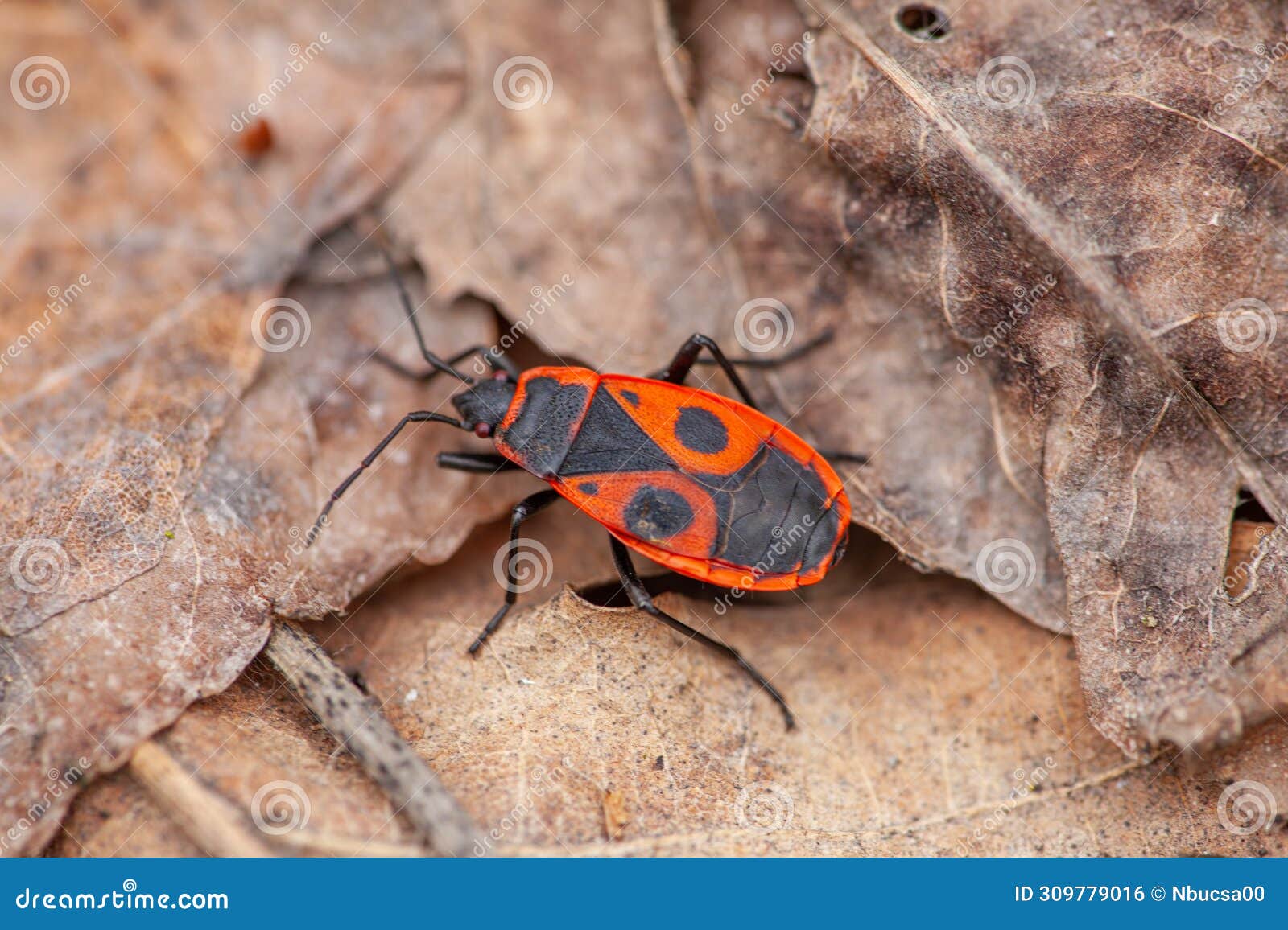 Red Beetle on Leaves, a Terrestrial Arthropod, Also Known As a Shield ...