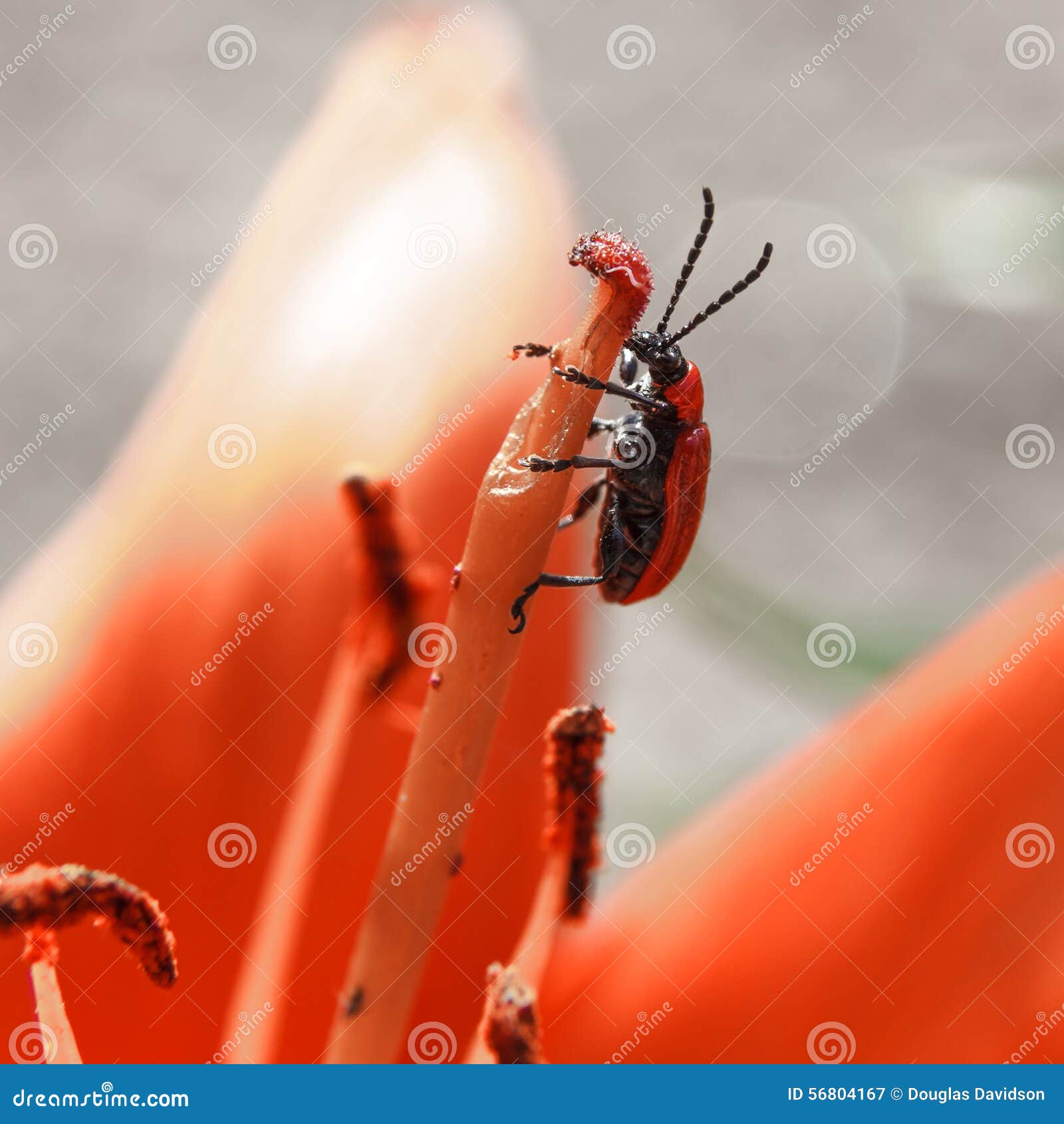 Red Beetle on Lily stock image. Image of petal, home - 56804167
