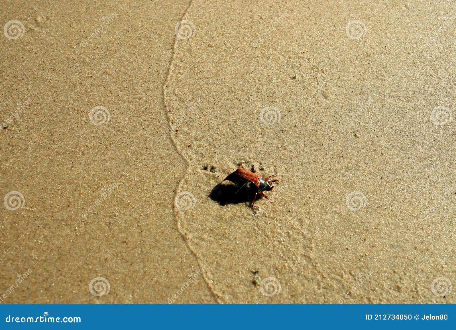 A Red Beetle is Walking on the Wet Sand Stock Photo - Image of beetle ...