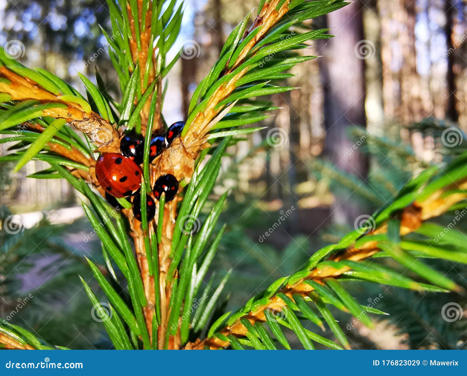 Red Beetles with Babies on a Pine Tree Stock Image - Image of family ...