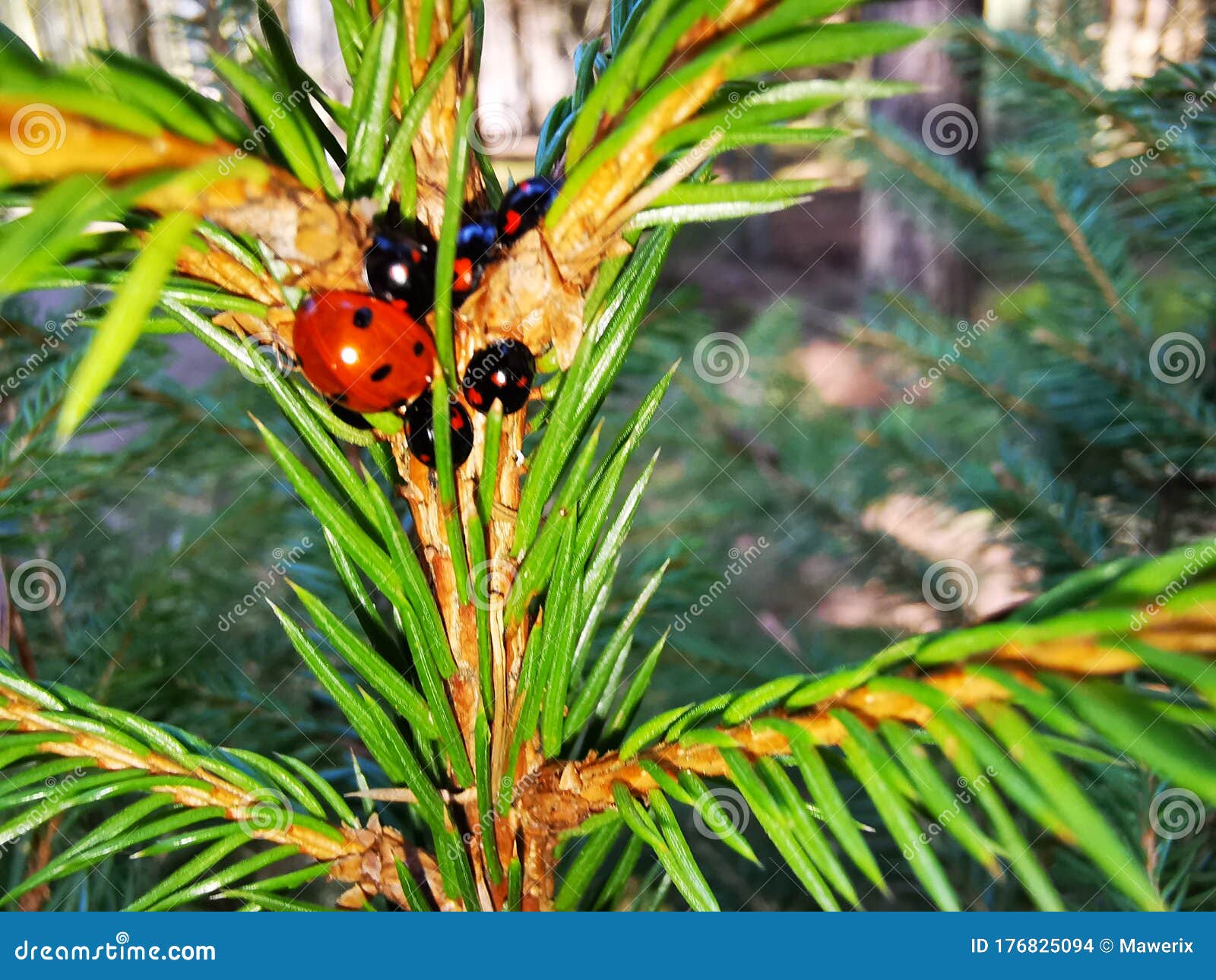 Red Beetles with Babies on a Pine Tree Stock Photo - Image of tiny ...