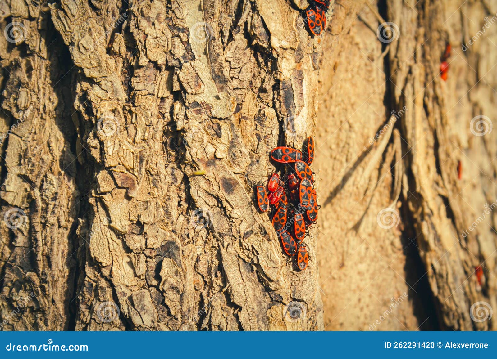Red Beetles on Bark of Tree Close-up. Red Bugs on Tree Stock Photo ...