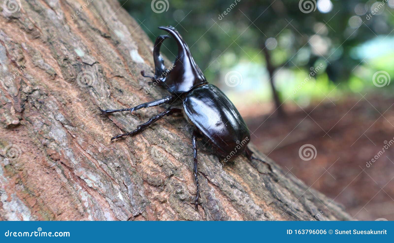 The 5-month-old Pig Was Eating Food at the Farm Stock Photo - Image of ...