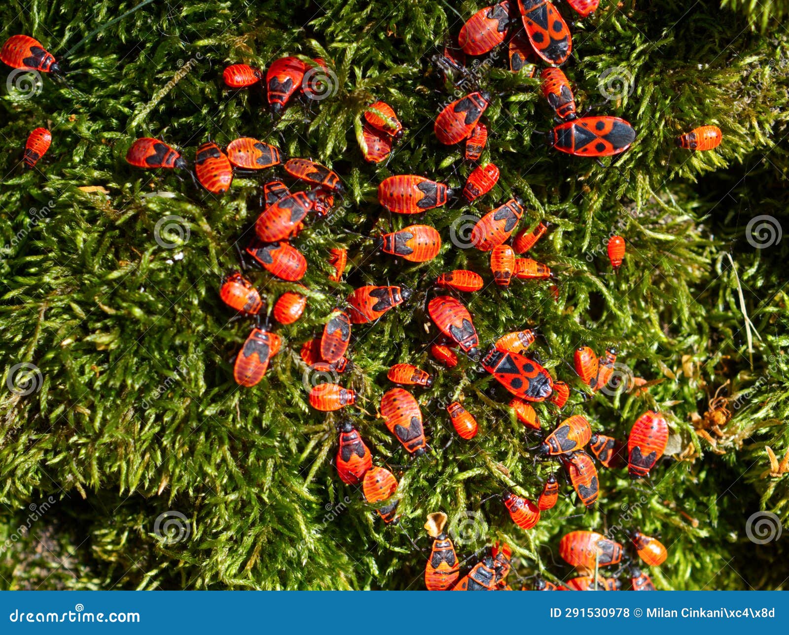 Red beetles stock photo. Image of adults, wildlife, insect - 291530978