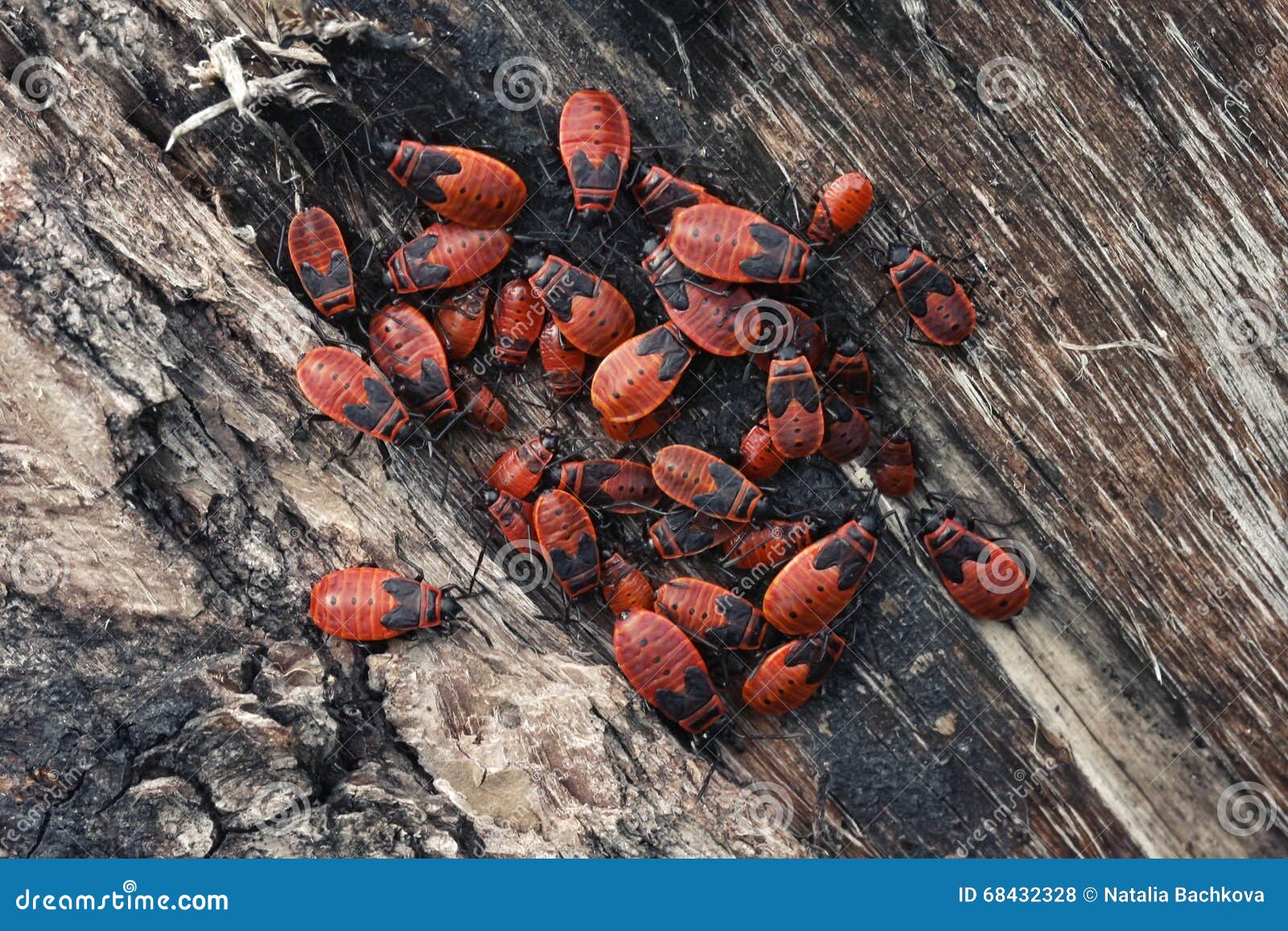 Red Beetles Swarming Tree