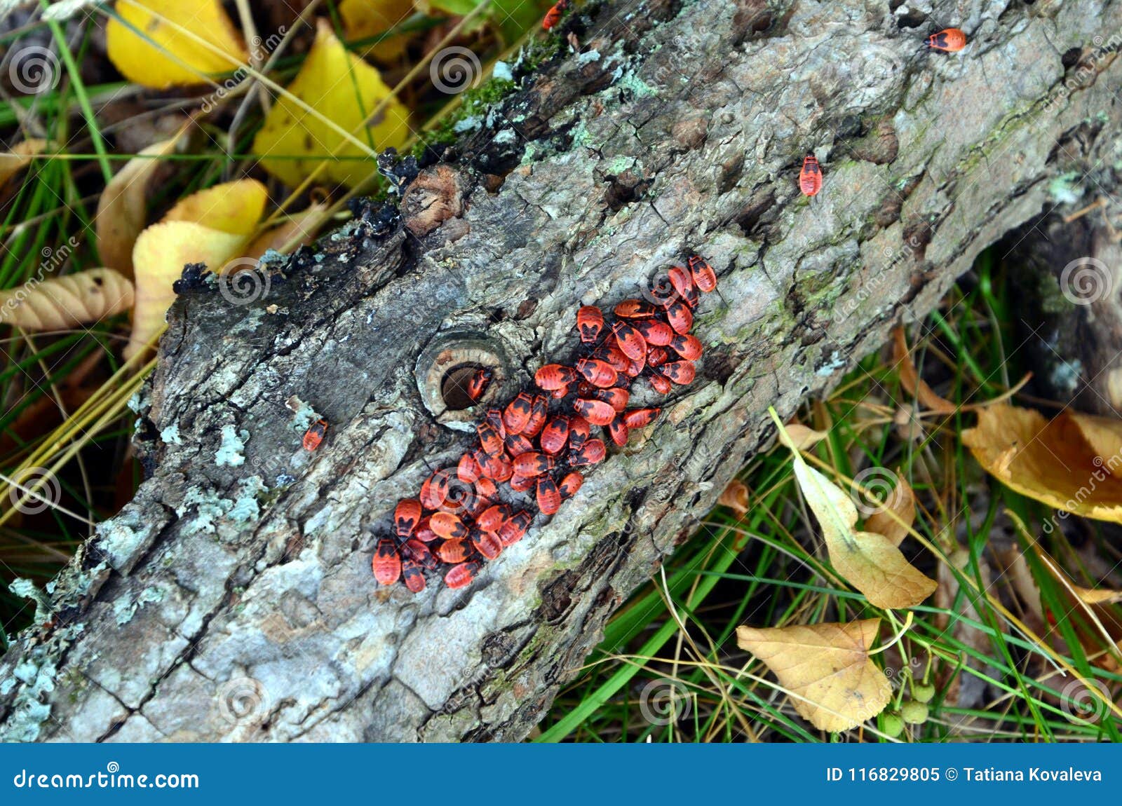 Red beetles on an old tree stock image. Image of tree - 116829805