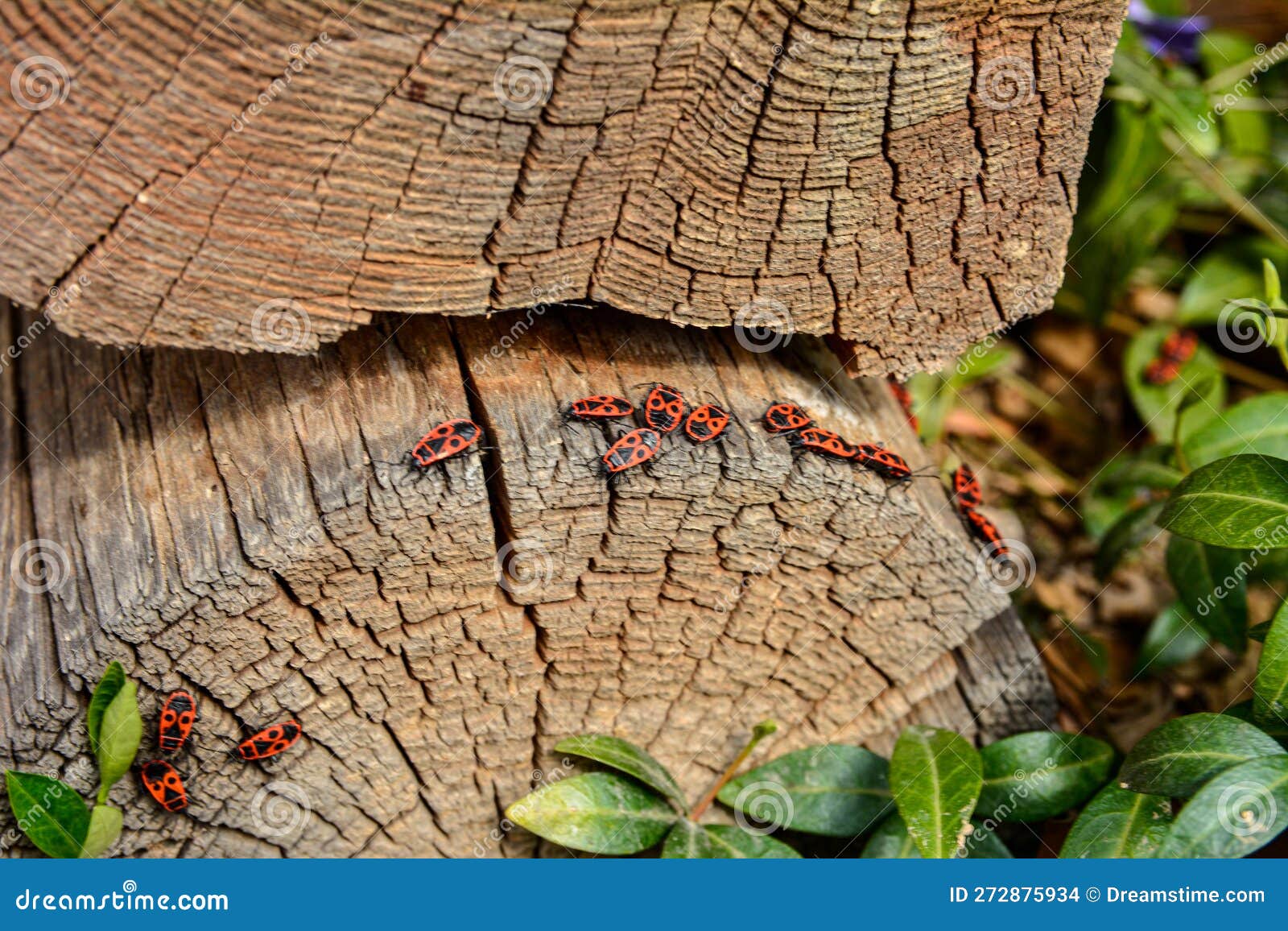 Red Beetles Sit on the Bark of a Tree Stock Photo - Image of forest ...