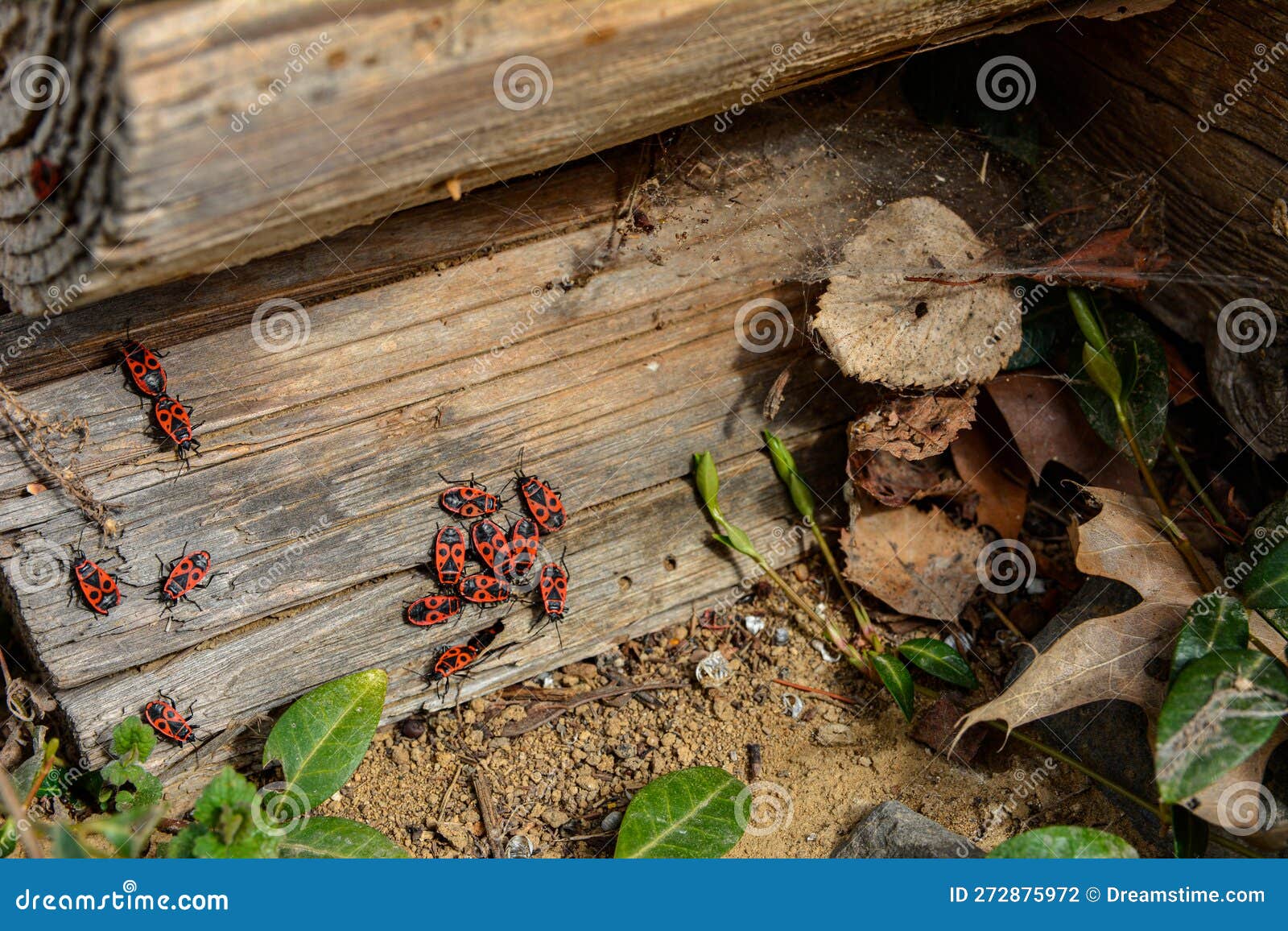 Red Beetles Sit on the Bark of a Tree Stock Photo - Image of beetle ...