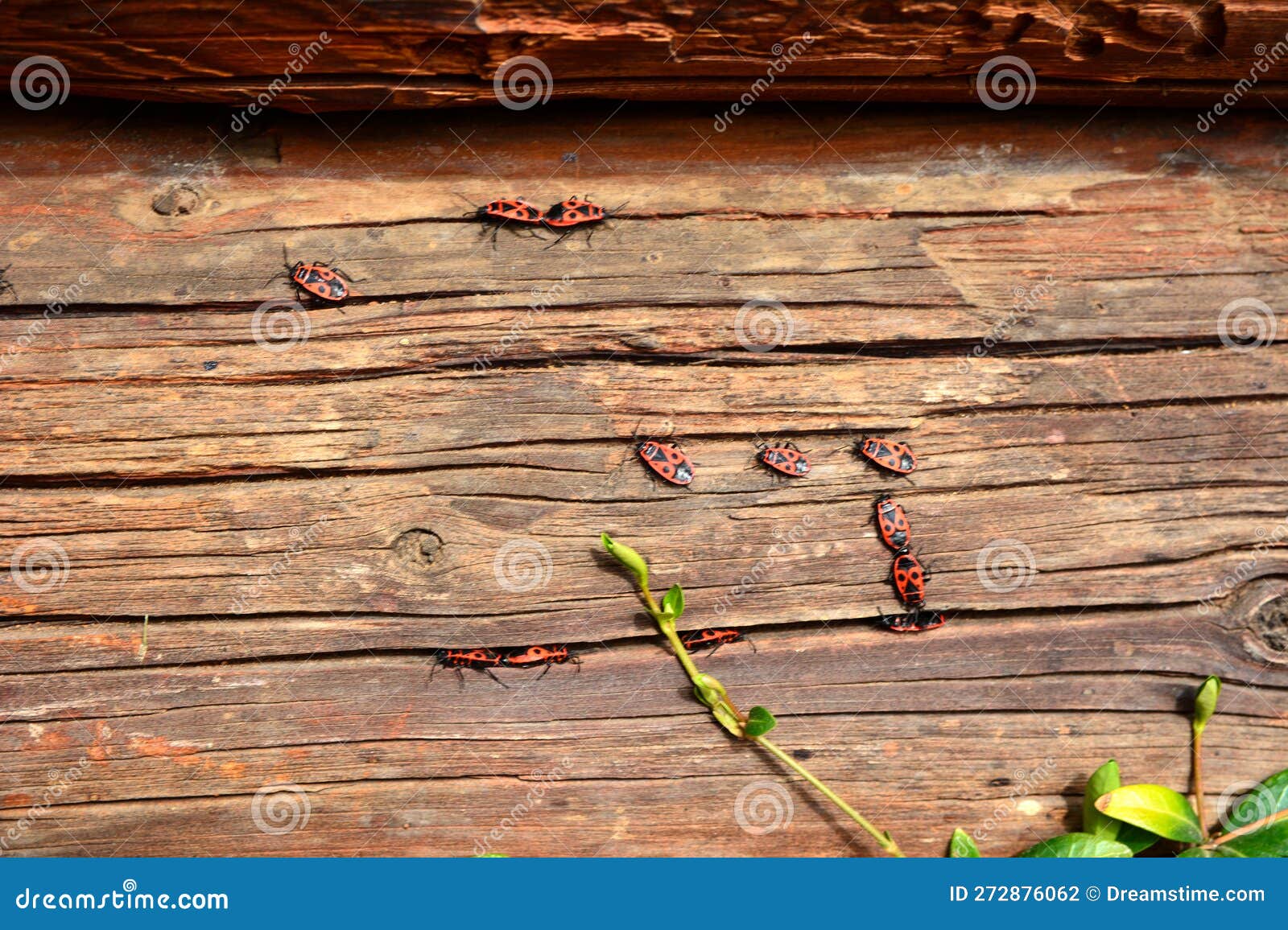 Red Beetles Sit on the Bark of a Tree Stock Photo - Image of forest ...