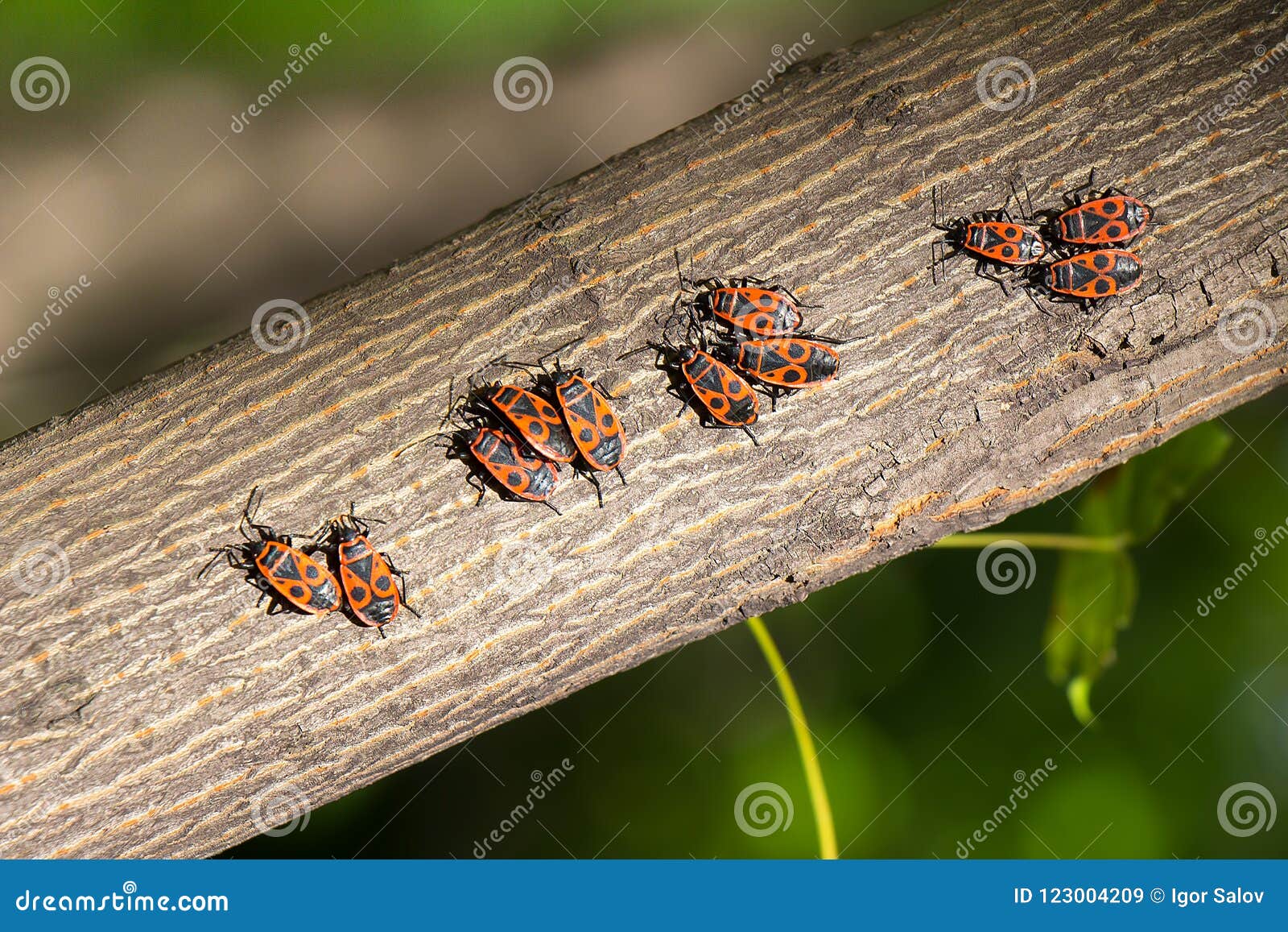 Red Beetles Sit on the Bark of a Tree Stock Image - Image of natural ...