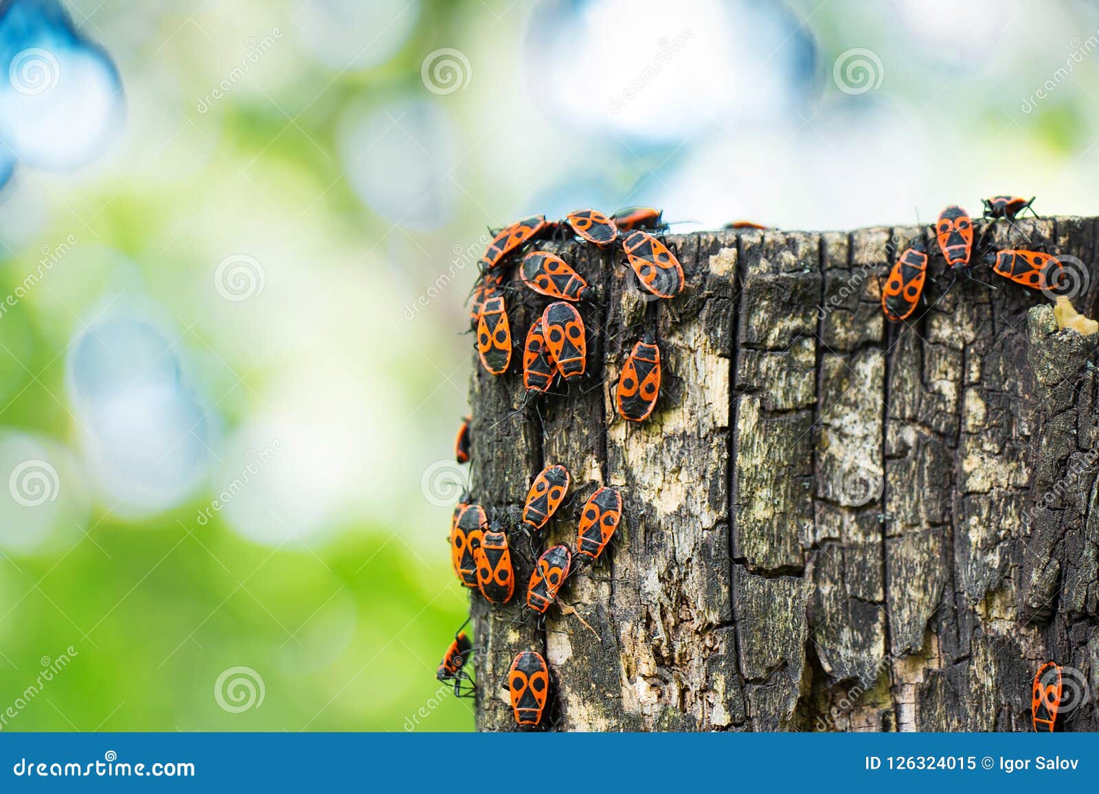 Red Beetles Sit on the Bark of a Tree Stock Image - Image of bugs ...