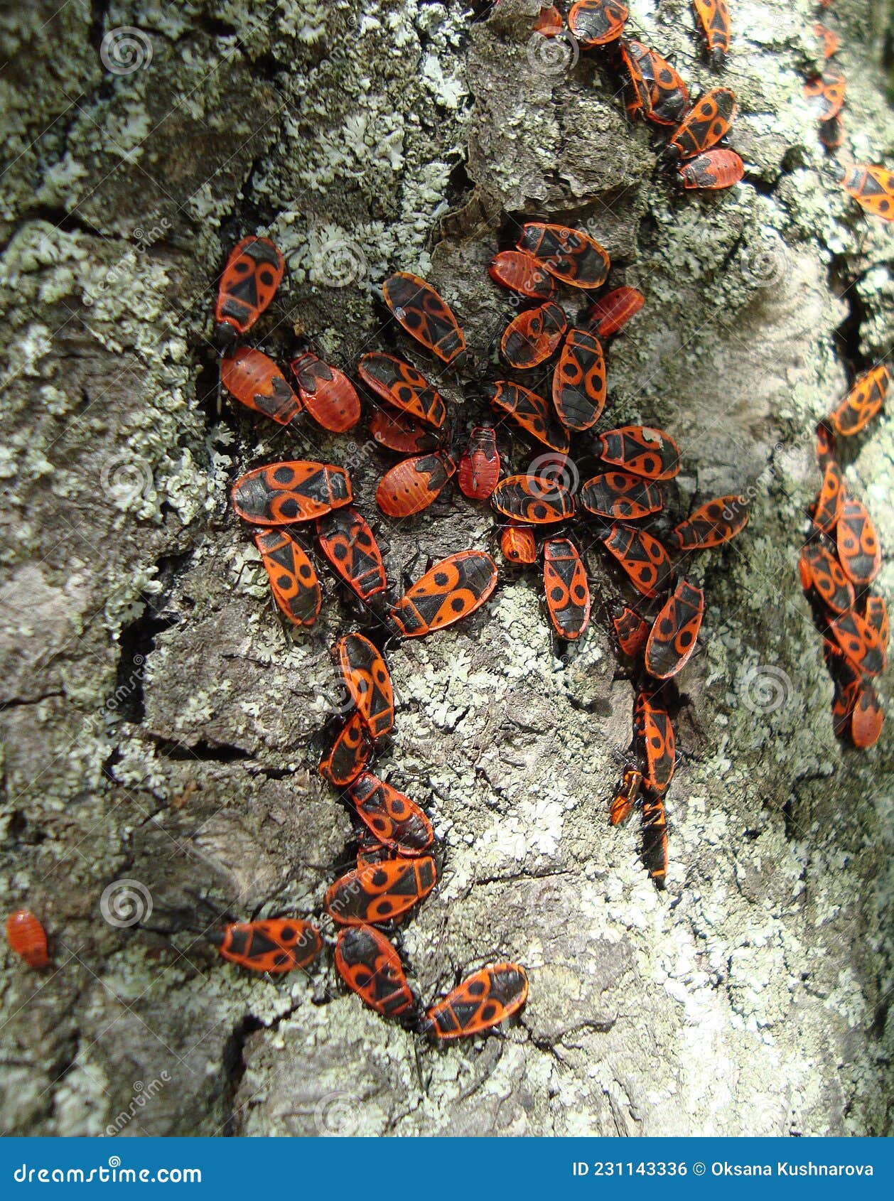 Red Beetles on a Tree.Red Firebug (Pyrrhocoris Apterus) Stock Photo ...