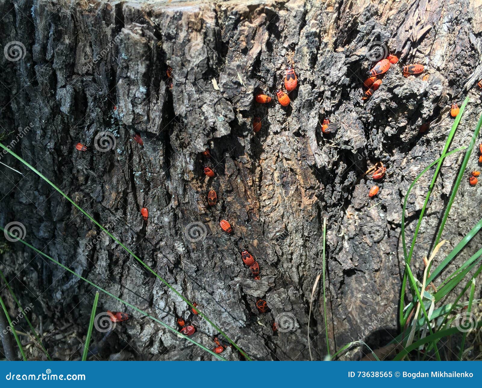 Red Beetles on the Tree Stump Stock Image - Image of grass, movement ...