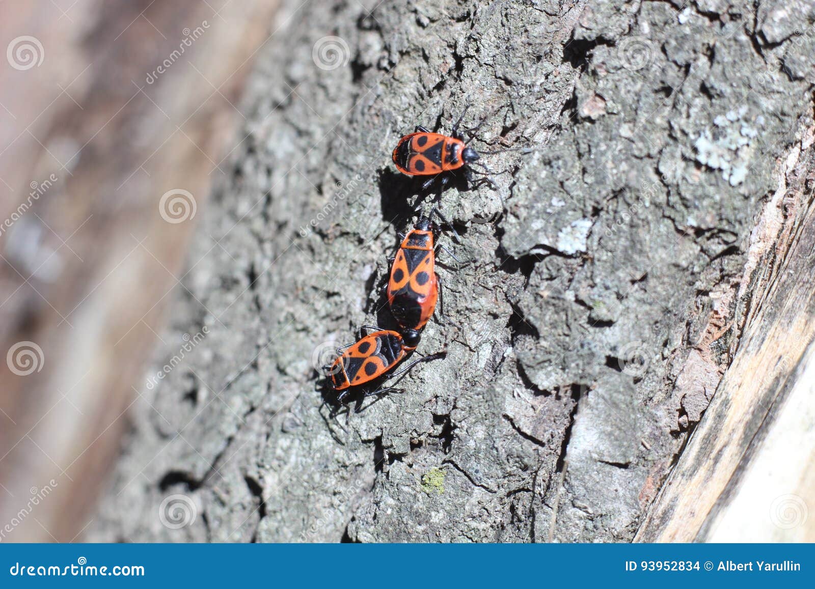 Red Beetles on the Tree Stump Stock Photo - Image of close, silhouette ...