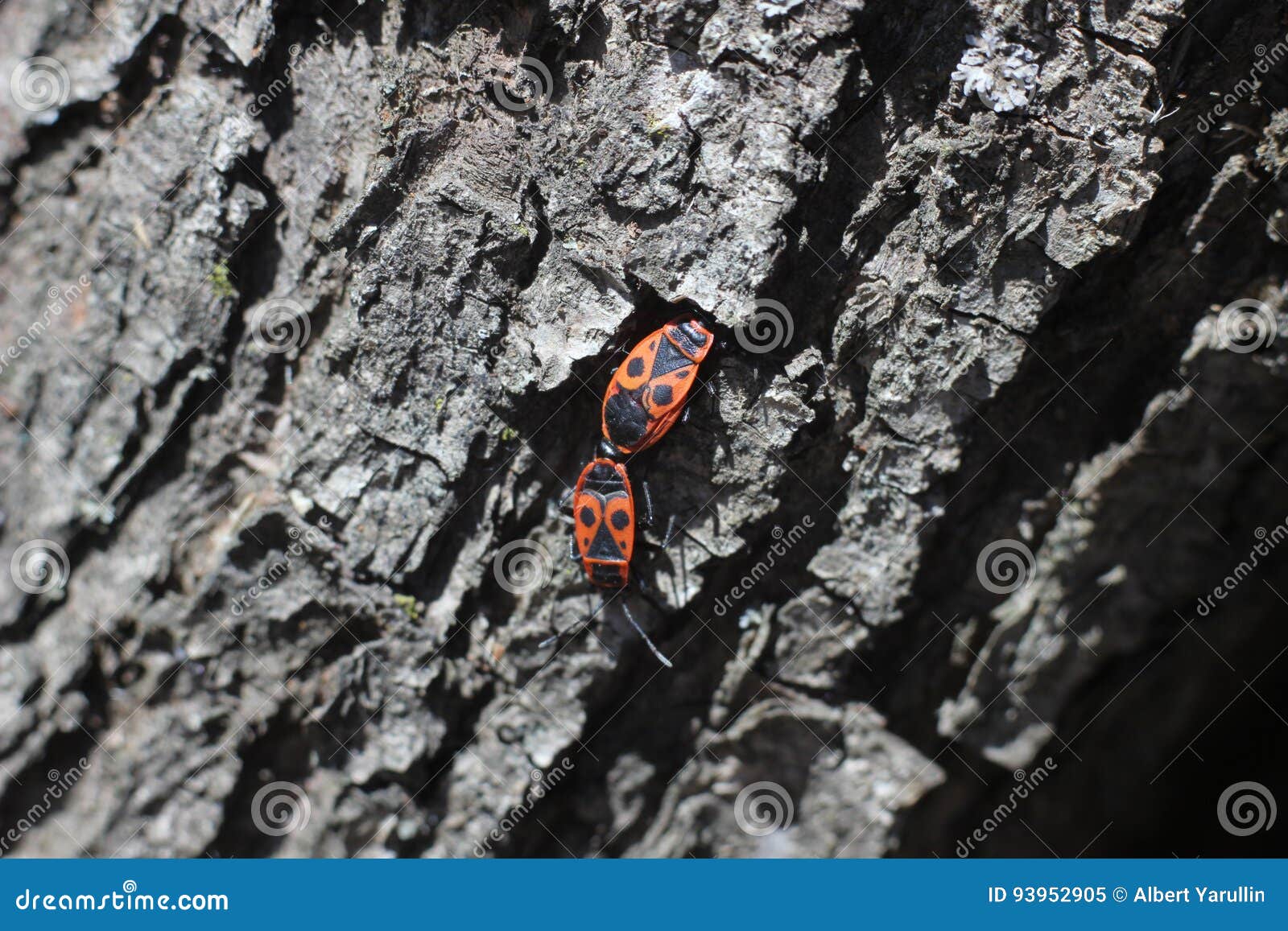 Red Beetles on the Tree Stump Stock Image - Image of summer, fauna ...