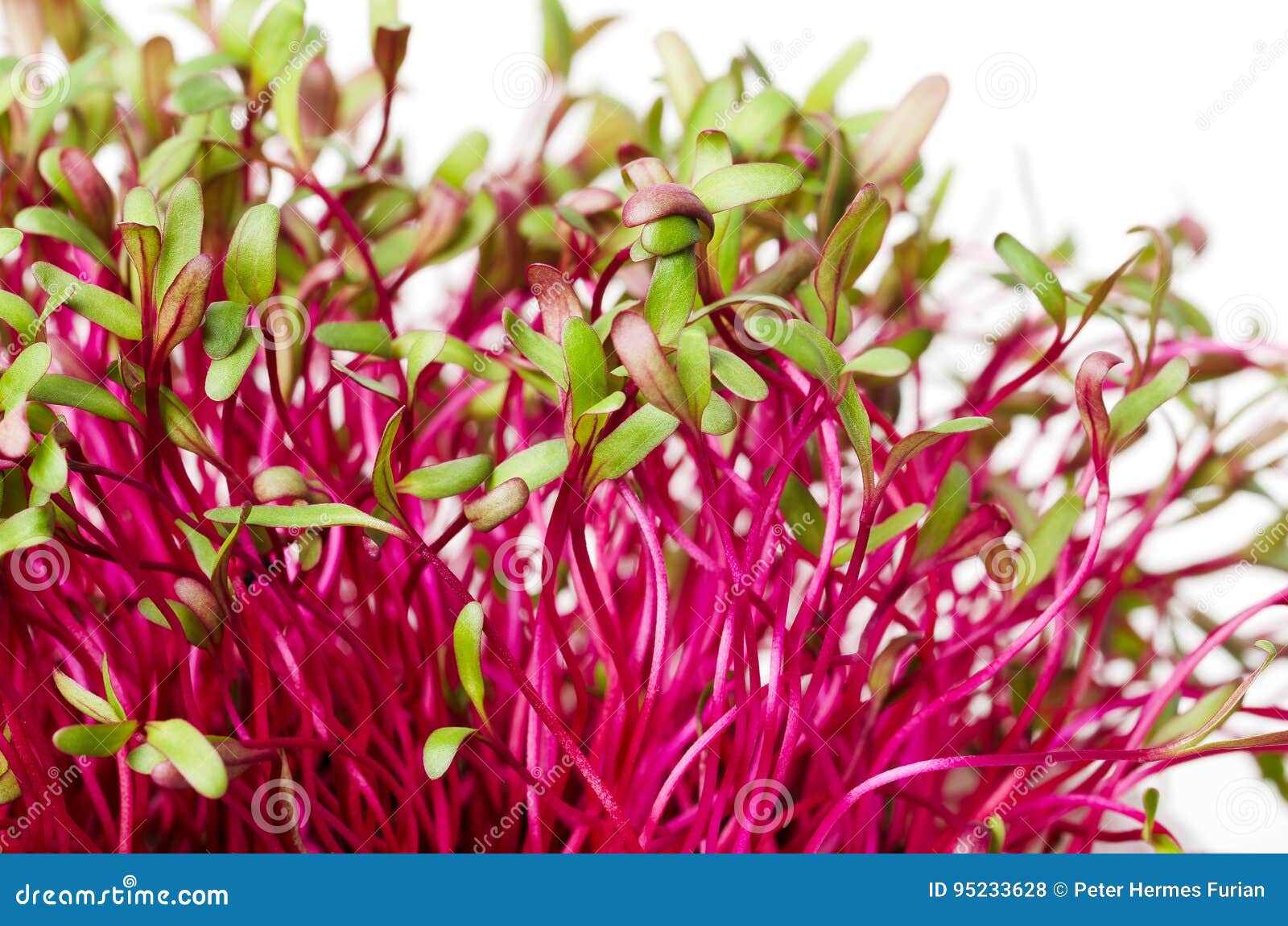 Red Beetroot, Fresh Sprouts and Young Leaves Stock Photo - Image of ...