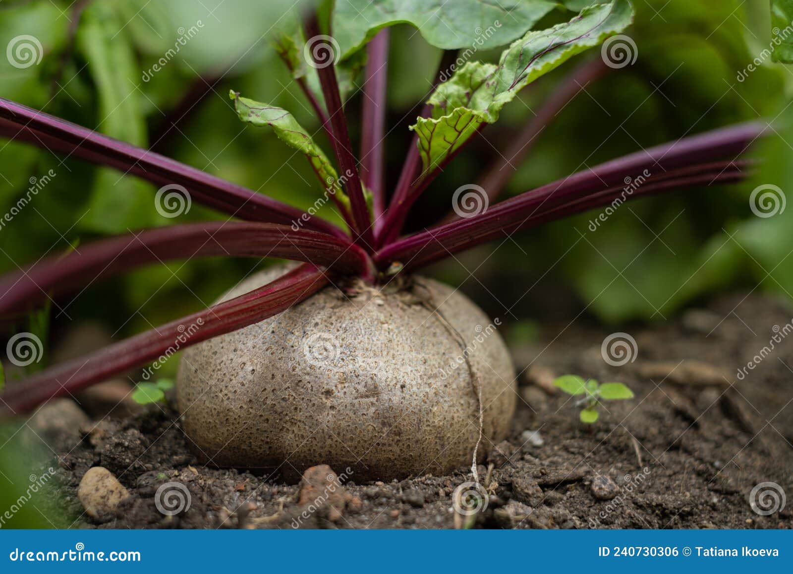 Red Beetroot Planted in Summer Garden. Growing Organic Beet Vegetables ...