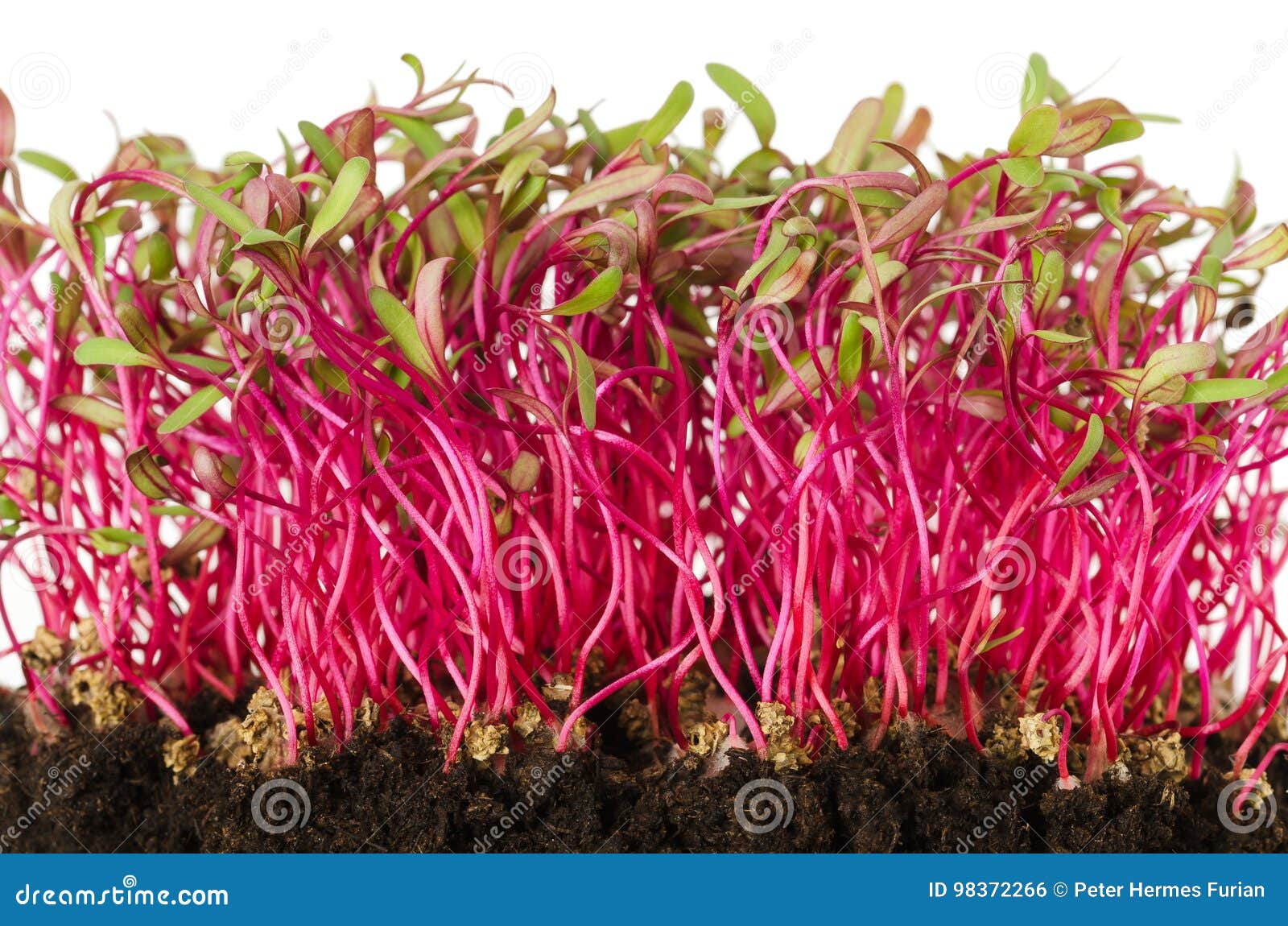 Red Beetroot Sprouts Front View Stock Photo - Image of fresh, soil ...
