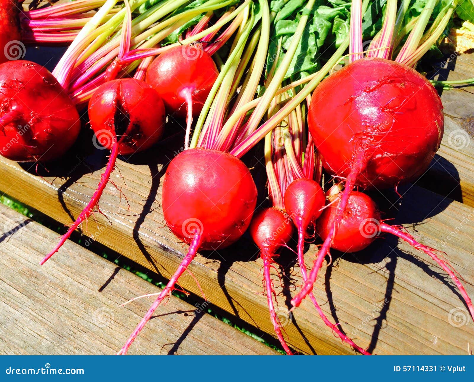 Red Beets stock image. Image of gardening, picked, freshly - 57114331
