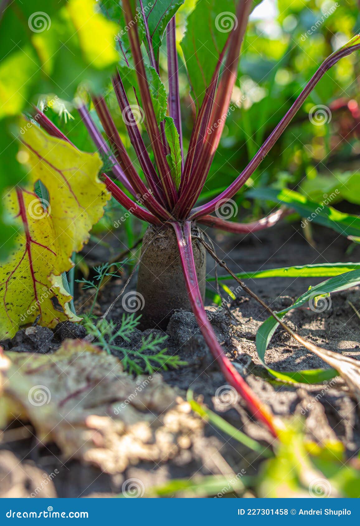 Red beets in the ground. stock photo. Image of vegetable - 227301458