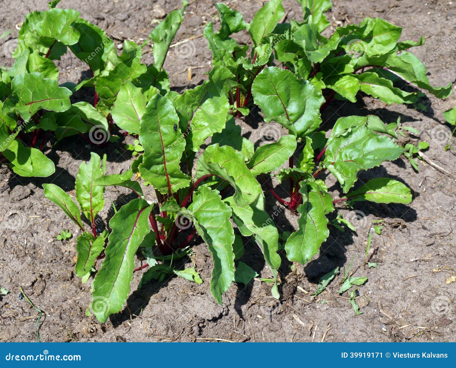 Red beets 2 stock image. Image of soil, summer, plant - 39919171