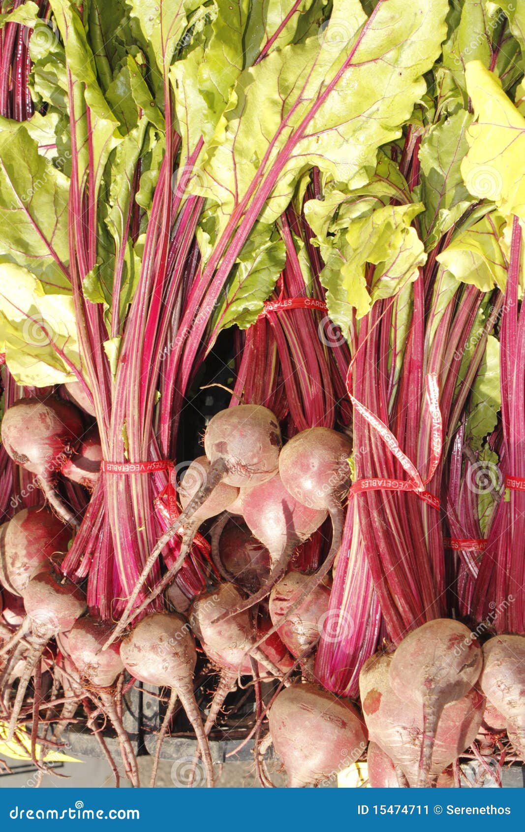 Red Beets with Tops, Vertical Stock Image - Image of freshness, greens ...