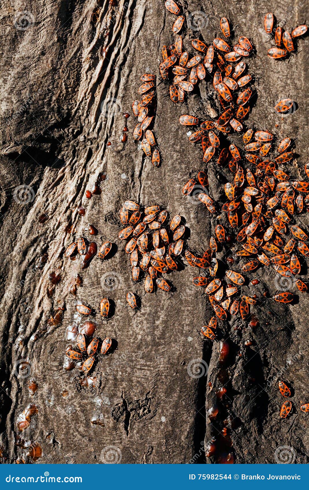 Red begbugs on the tree stock photo. Image of soldier - 75982544