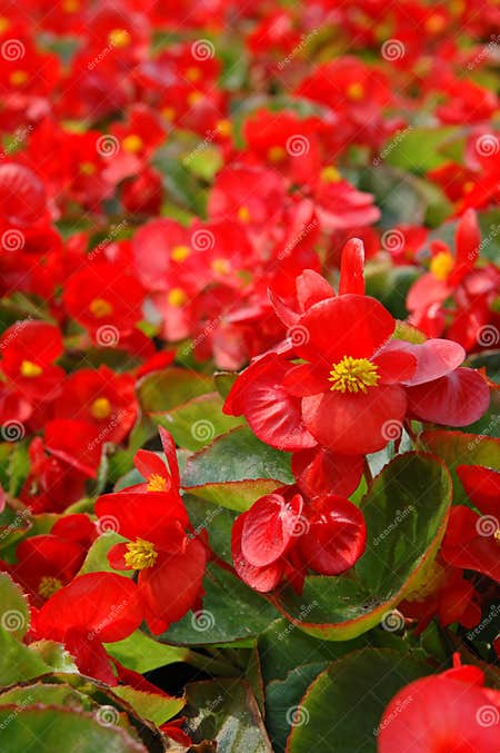 Red begonia stock image. Image of plant, close, tiny, little - 2170003