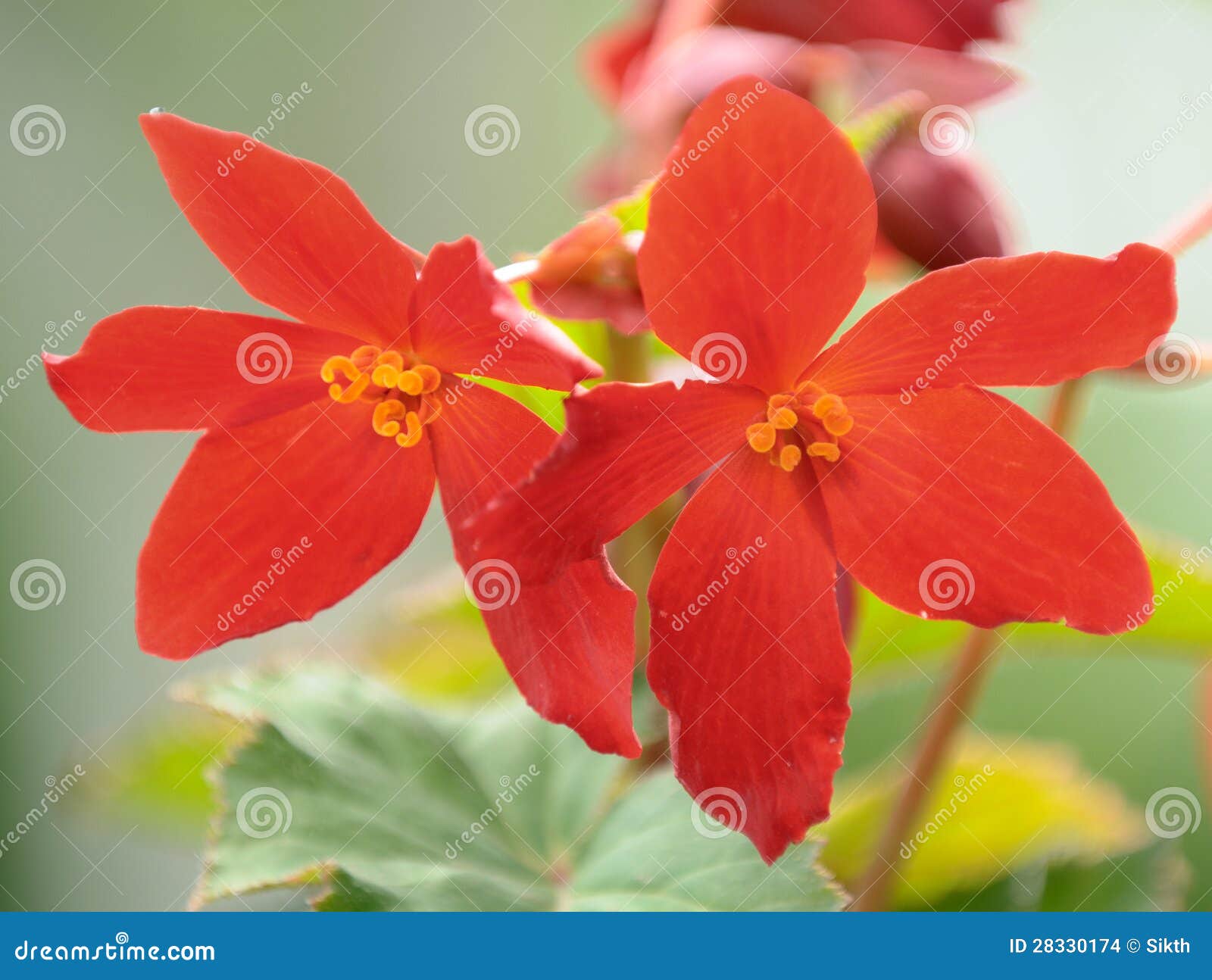 Red Begonia Flowers stock photo. Image of growing, bright - 28330174