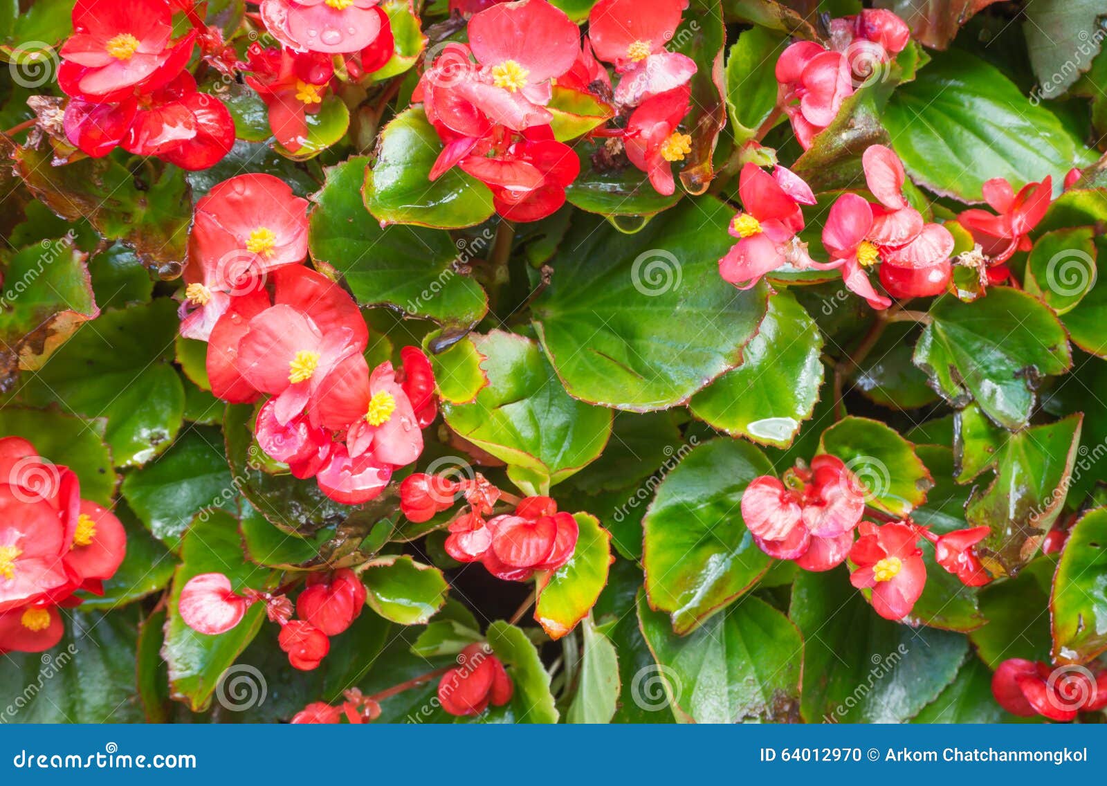 Red Begonia Plant stock photo. Image of blooming, gardening - 64012970