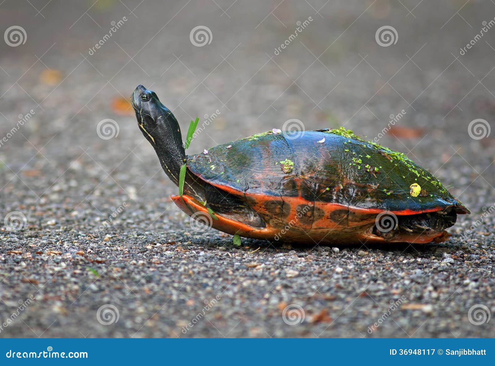 Red-belied Turtle stock image. Image of reptiles, reptile - 36948117