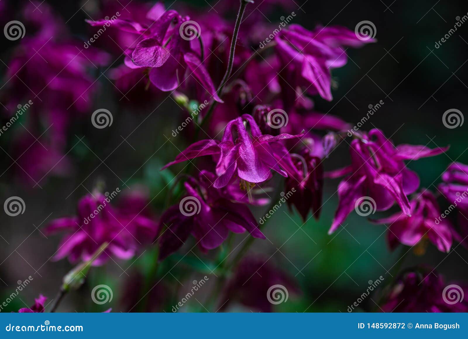 Red bell flowers stock photo. Image of beauty, cycle - 148592872