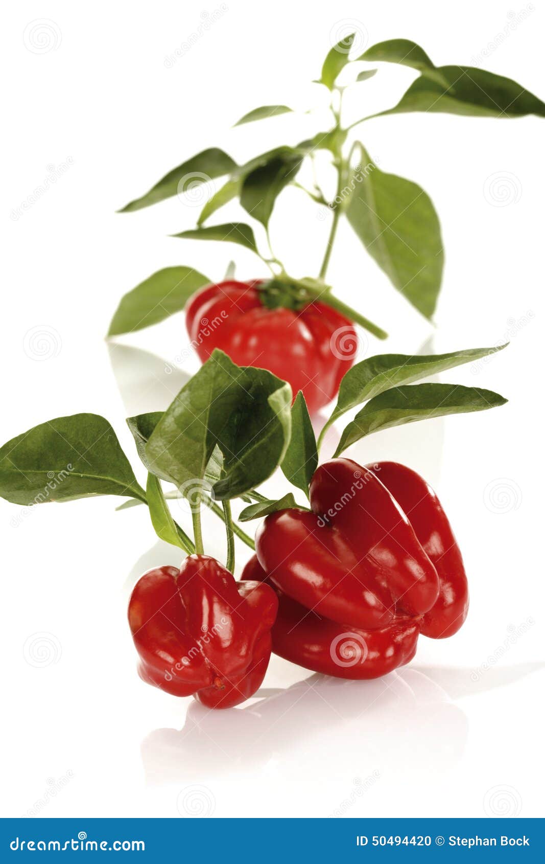 Red Bell Pepper, Capsicum Annuum Stock Photo - Image of vitamin ...