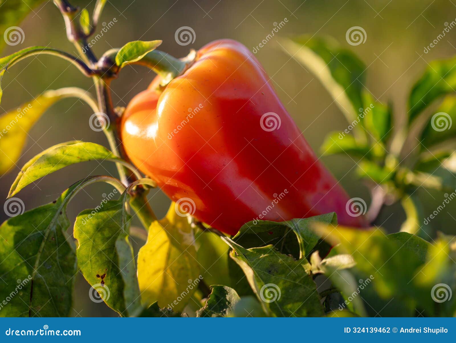 Red Bell Pepper Growing in the Garden Stock Photo - Image of plant ...