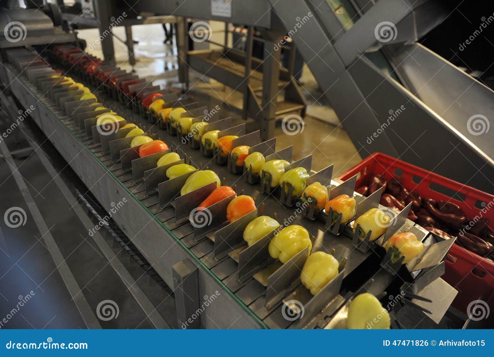 Red bell pepper stock photo. Image of line, equipment - 47471826