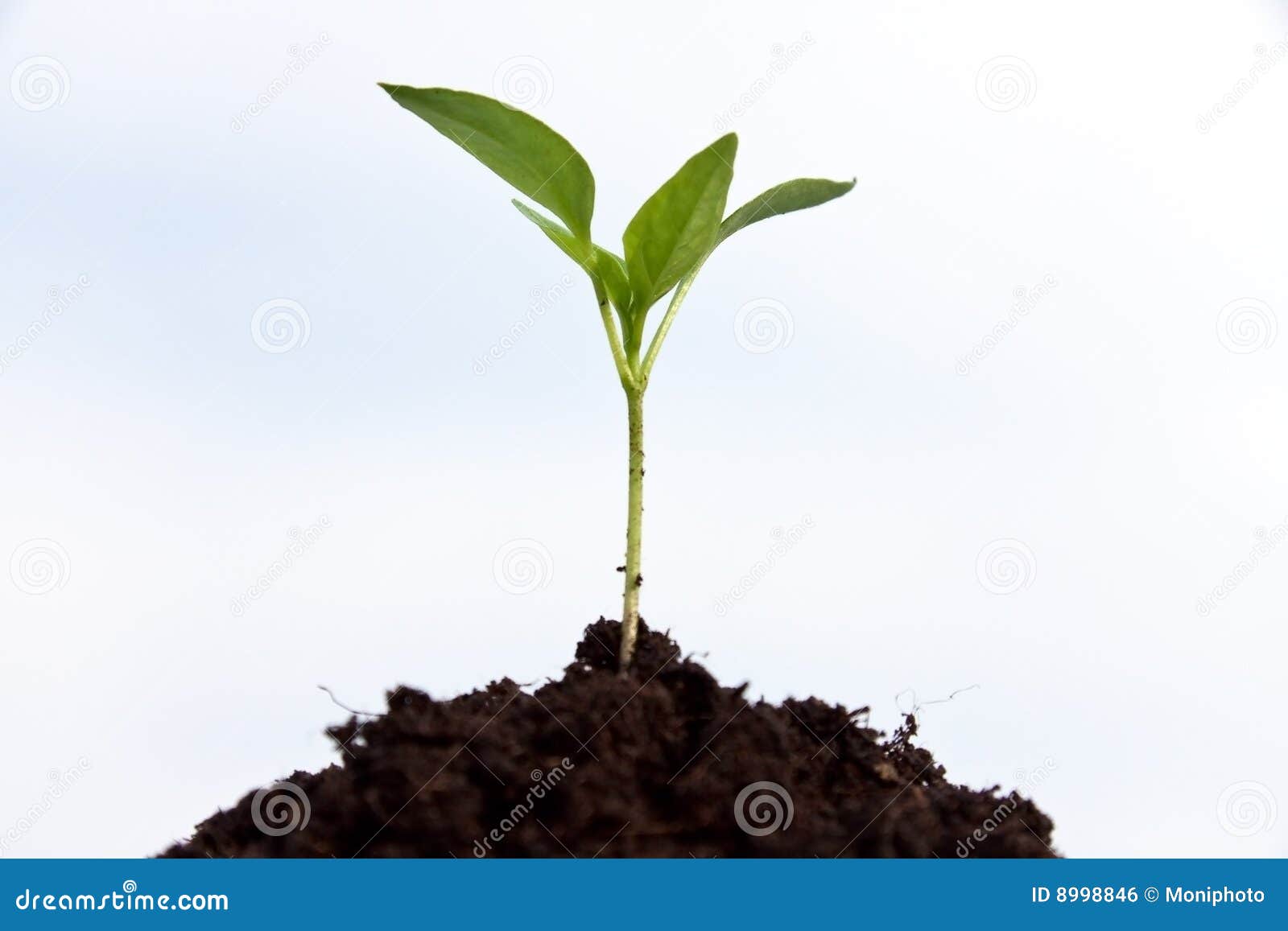 966 Scion Plant Stock Photos - Free & Royalty-Free Stock Photos from ...