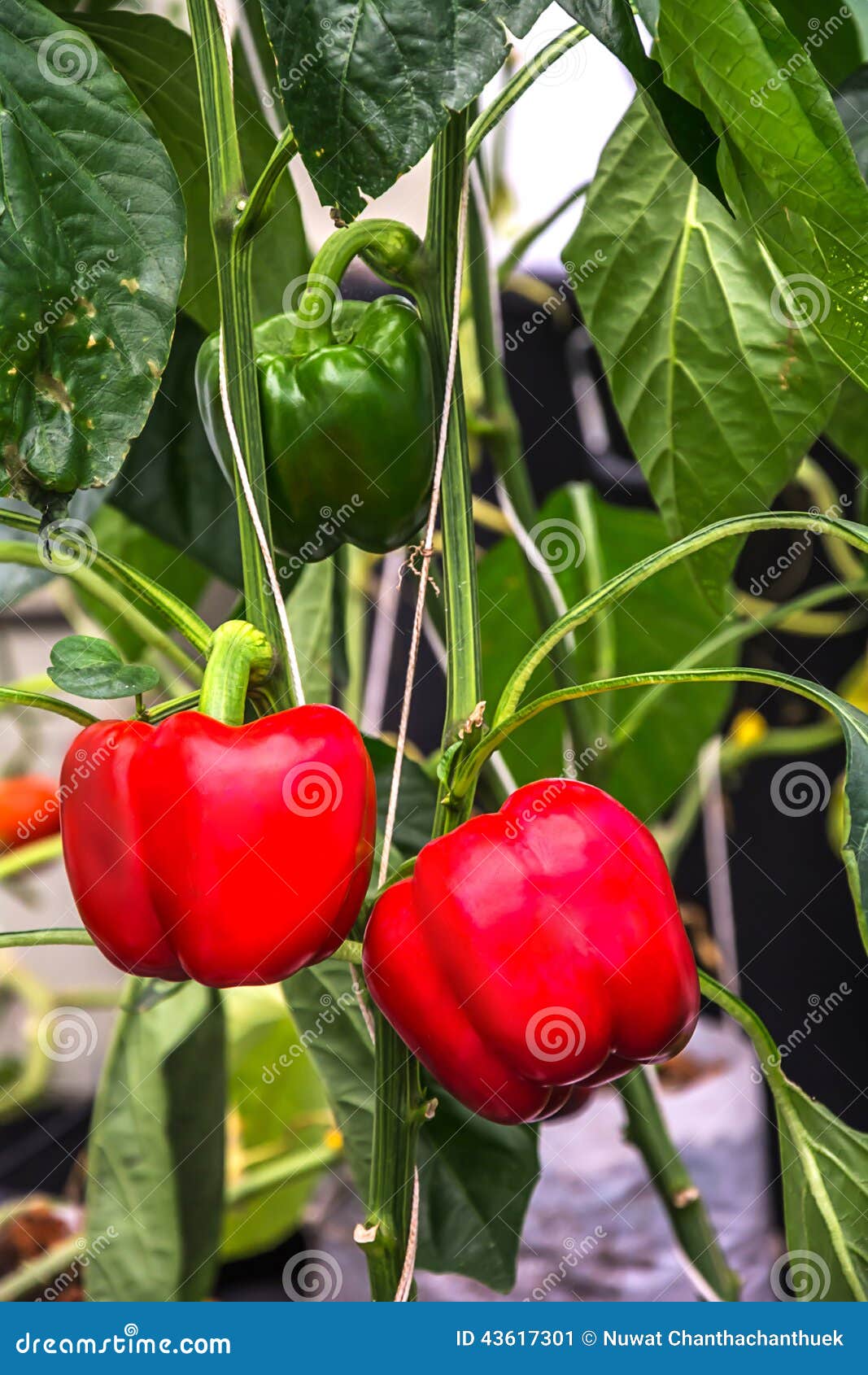 Red bell peppers. stock image. Image of tasty, grow, diet - 43617301