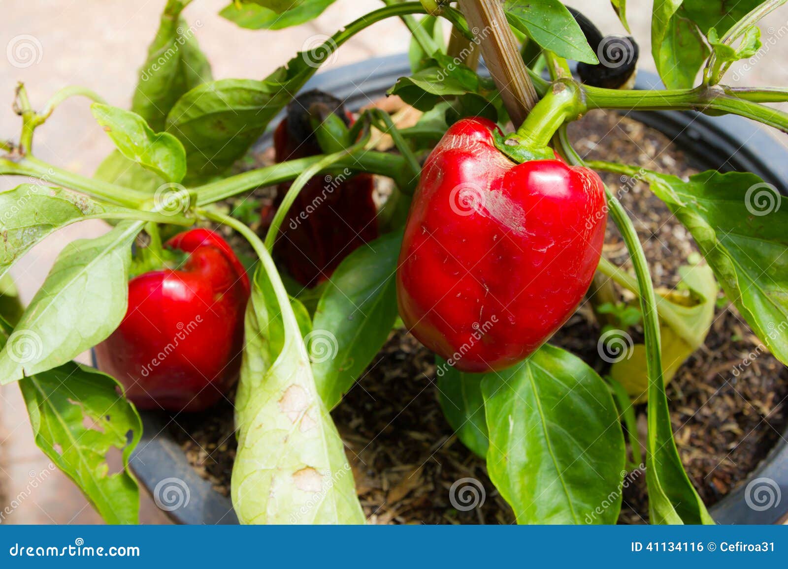 Red bell peppers tree stock photo. Image of hanging, garden - 41134116