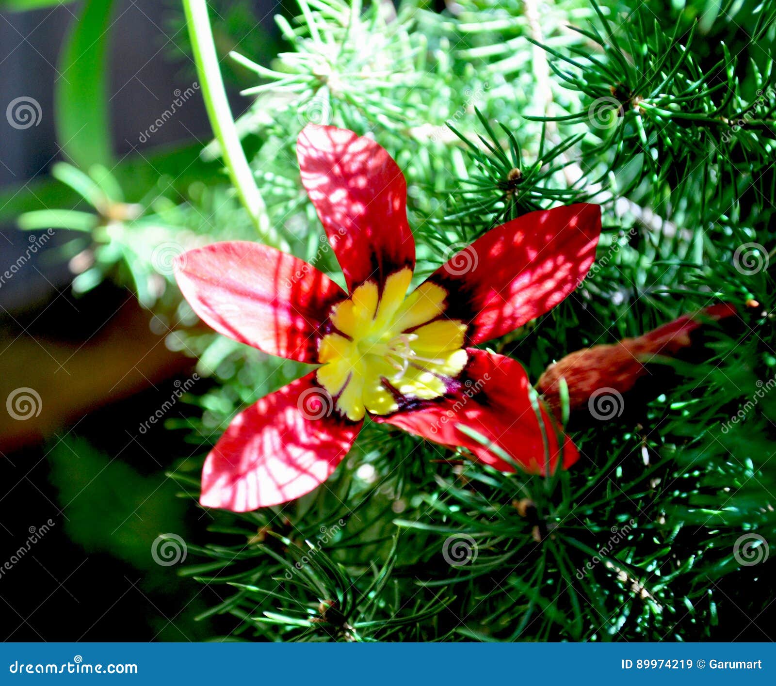 Red bell, sparaxis stock image. Image of stem, macro - 89974219