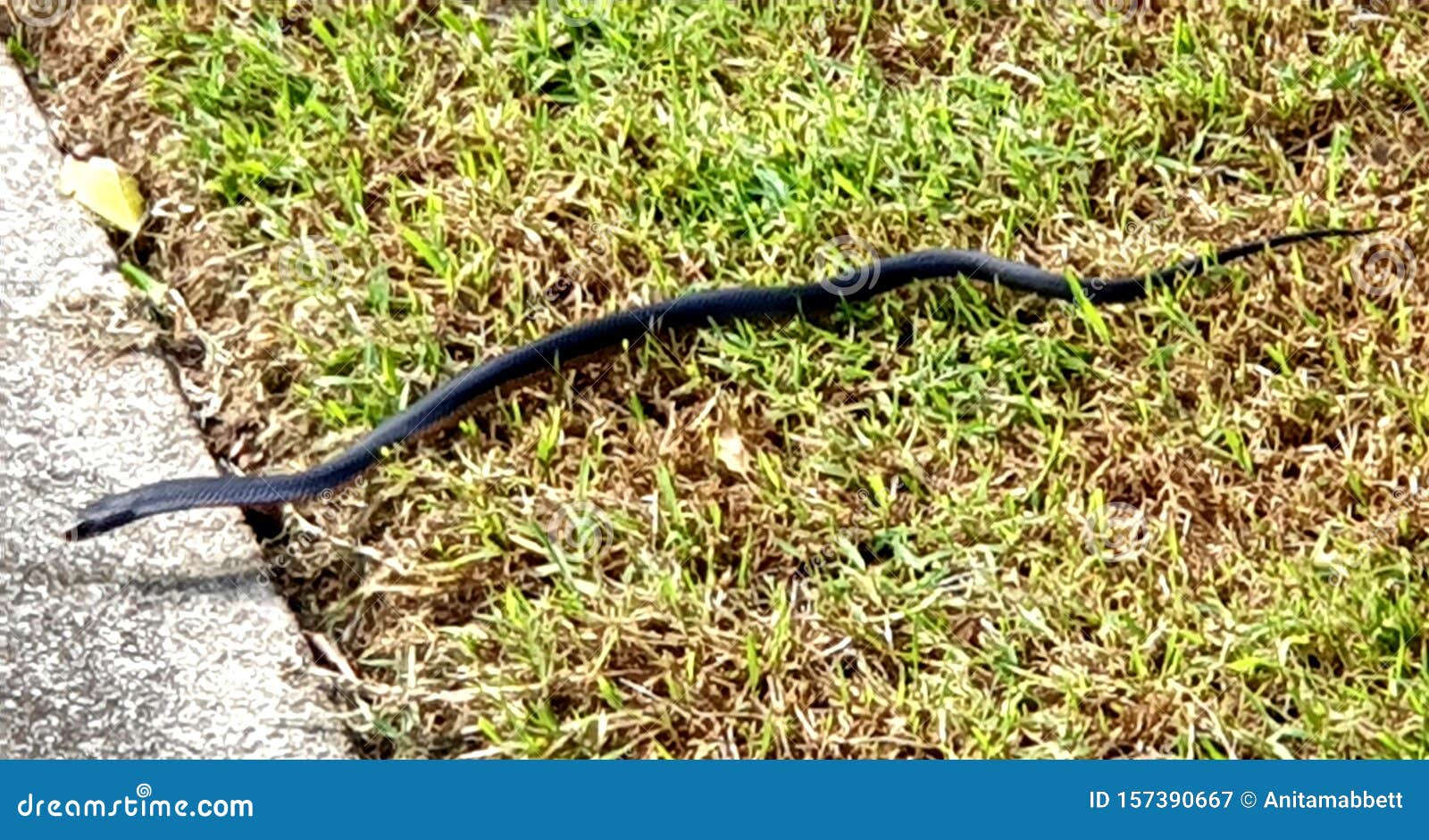 Red Bellied Black Snake Flat Head Stock Image - Image of snake, flat ...