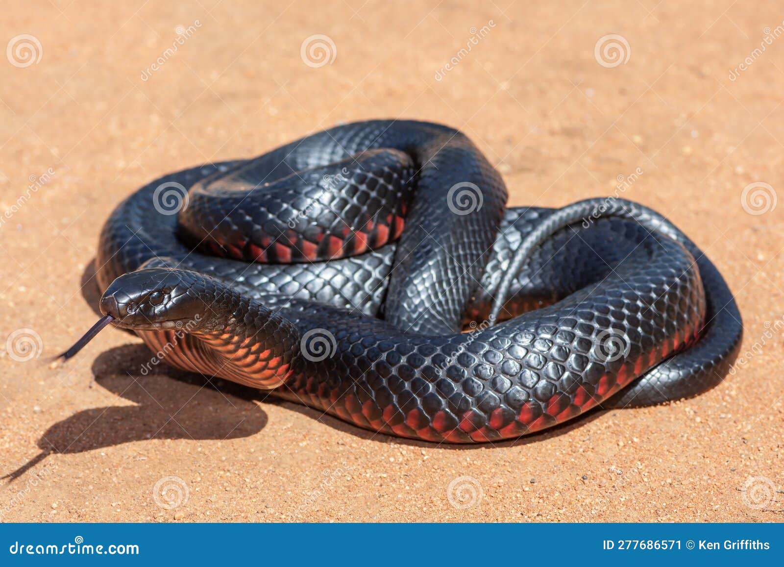 Red-bellied Black Snake stock image. Image of nature - 277686571