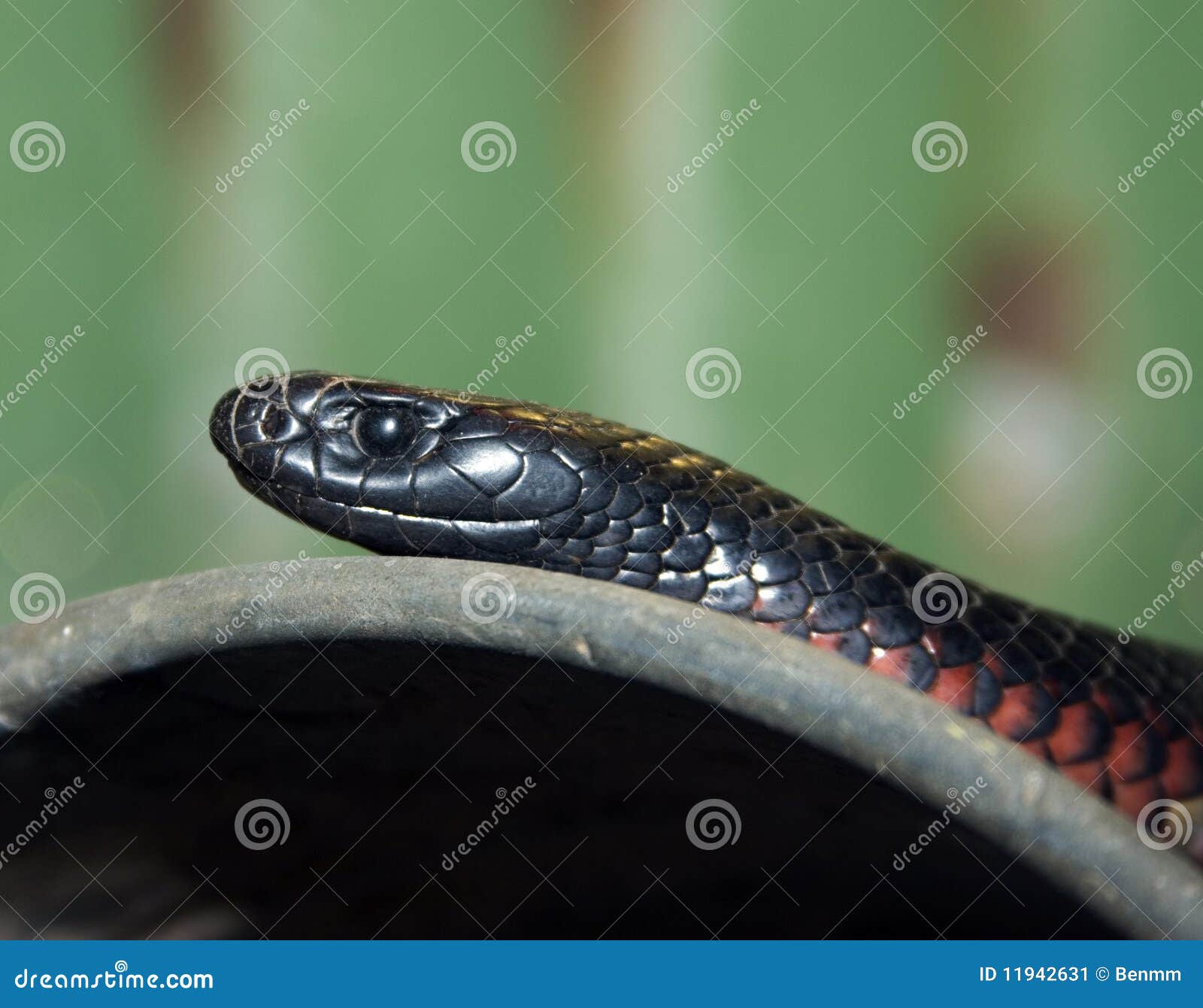 Red-bellied blacksnake stock image. Image of danger, bellied - 11942631