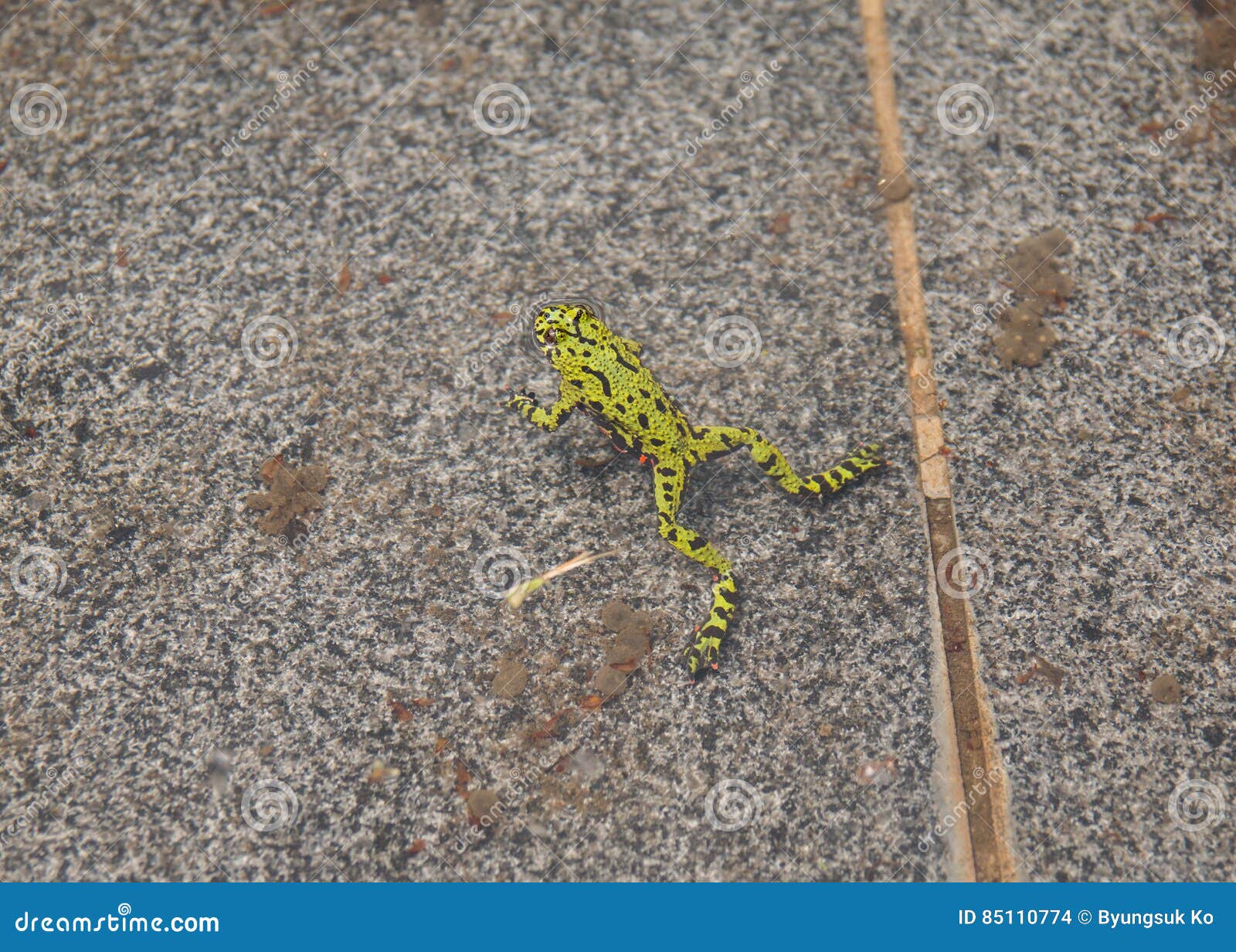 Red-bellied frog stock photo. Image of frog, nature, water - 85110774