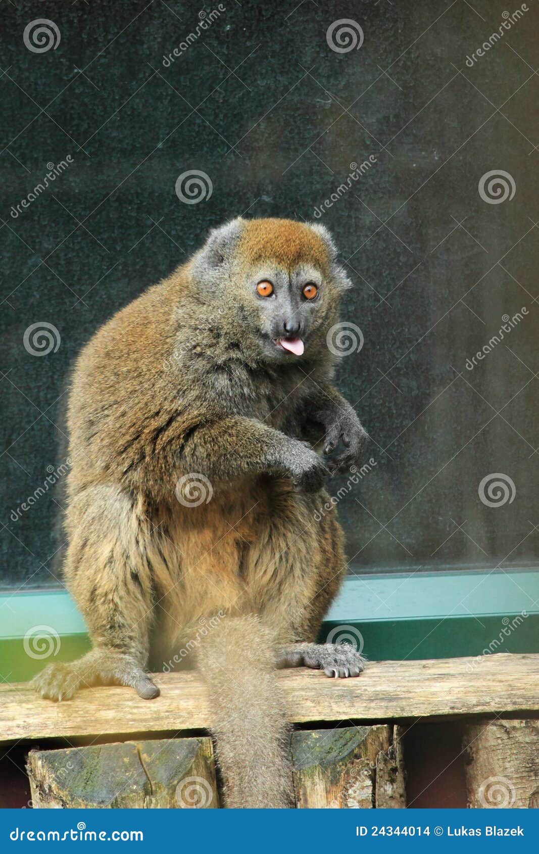 Red-bellied lemur stock photo. Image of eulemur, animal - 24344014