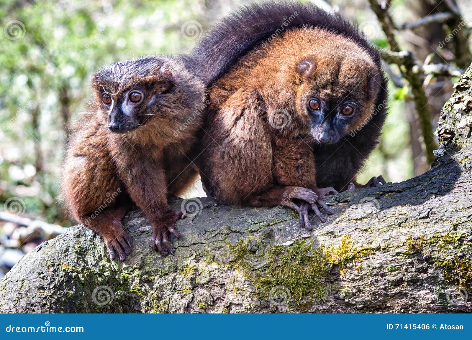 Red bellied lemur stock photo. Image of wild, hapalemur - 71415406